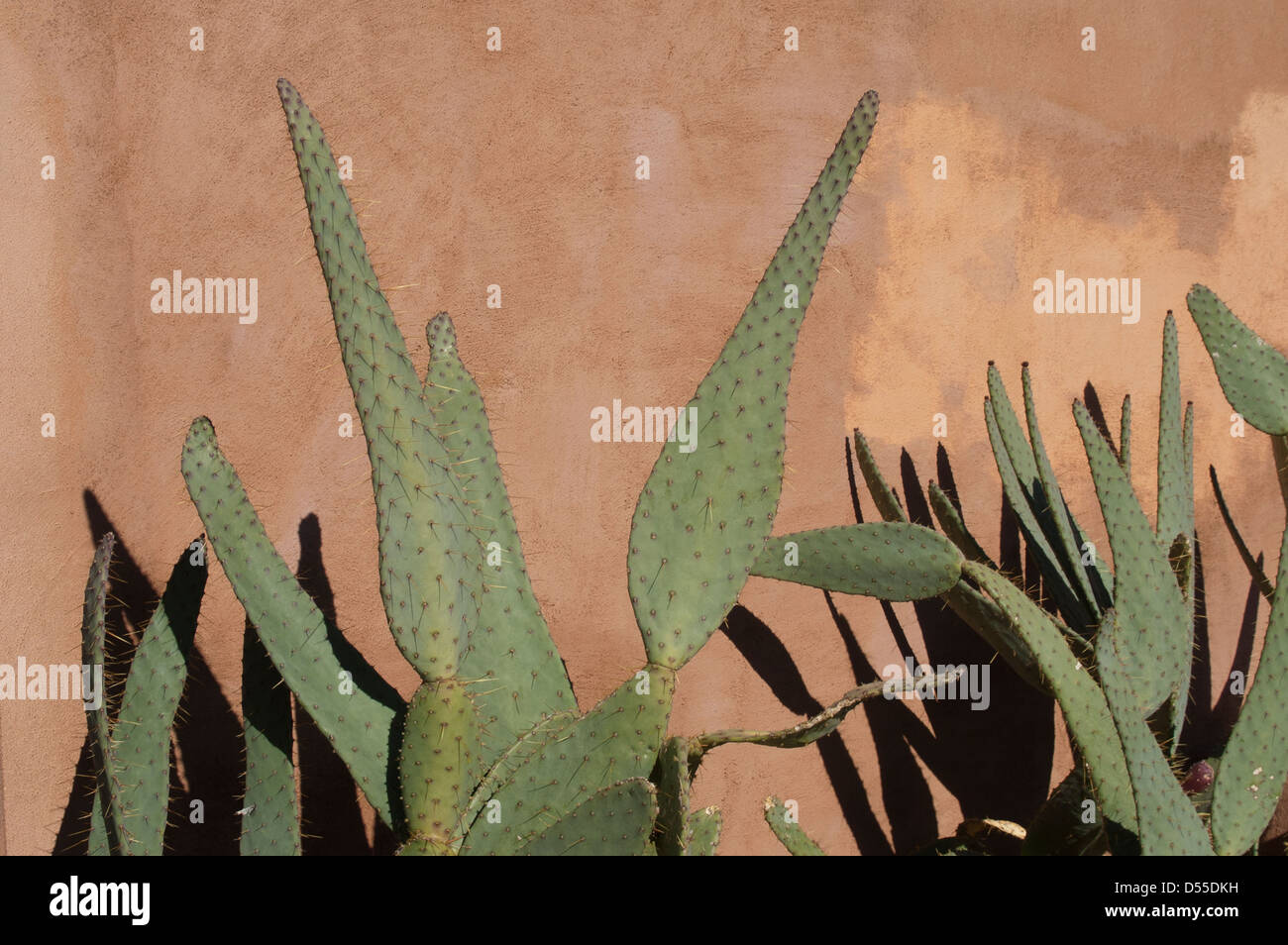 A large desert cactus throwing shadows against a salmon-colored stucco ...