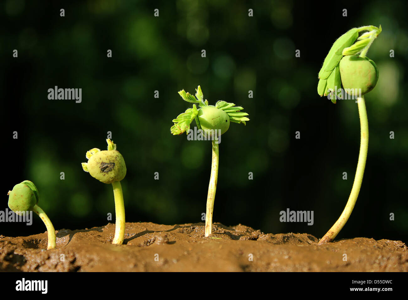 Plant Growth Stages Plant Development High Resolution Stock Photography ...