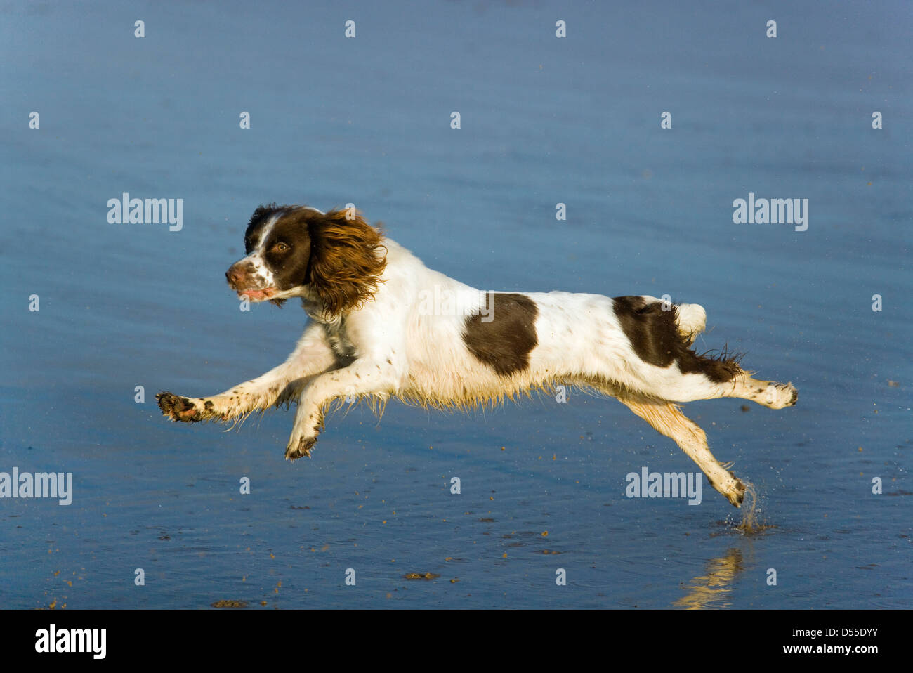 Leaping springer spaniel hi-res stock photography and images - Alamy