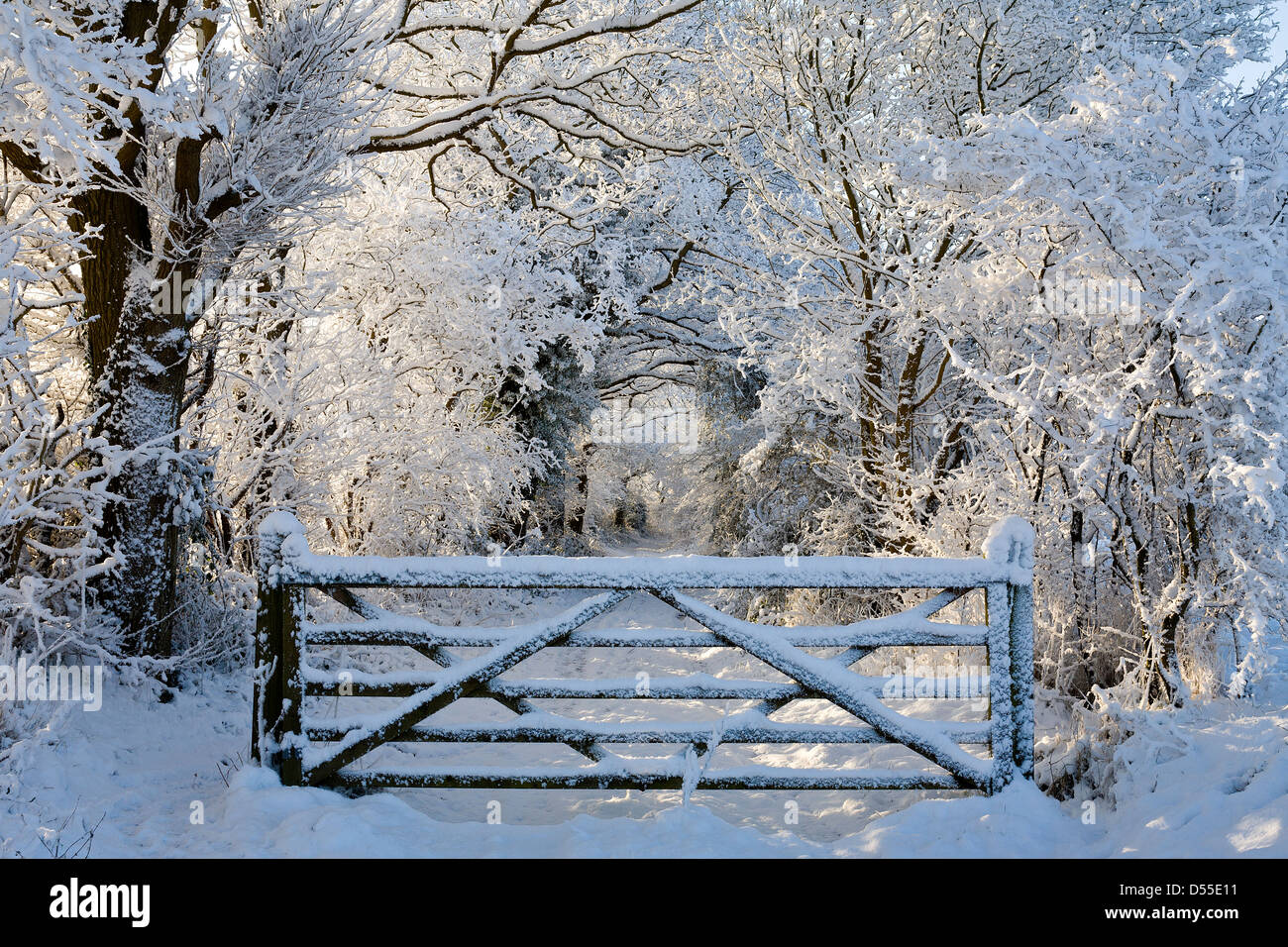 Snow covered five bar gate with snow covered trees, Norfolk, UK Stock ...