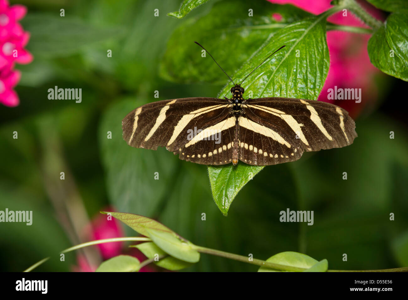 The Zebra Longwing (Heliconius charithonia) at the Jardin de Mariposas ...