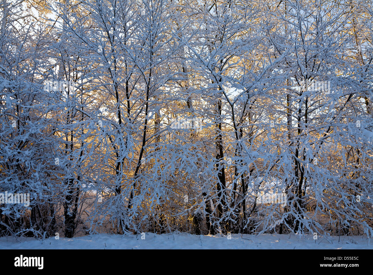 Contre jour morning sun light hi-res stock photography and images - Alamy
