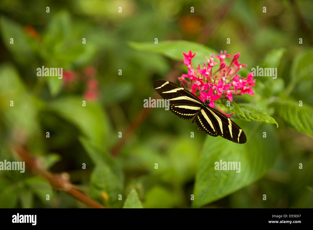 The Zebra Longwing (Heliconius charithonia) at the Jardin de Mariposas ...