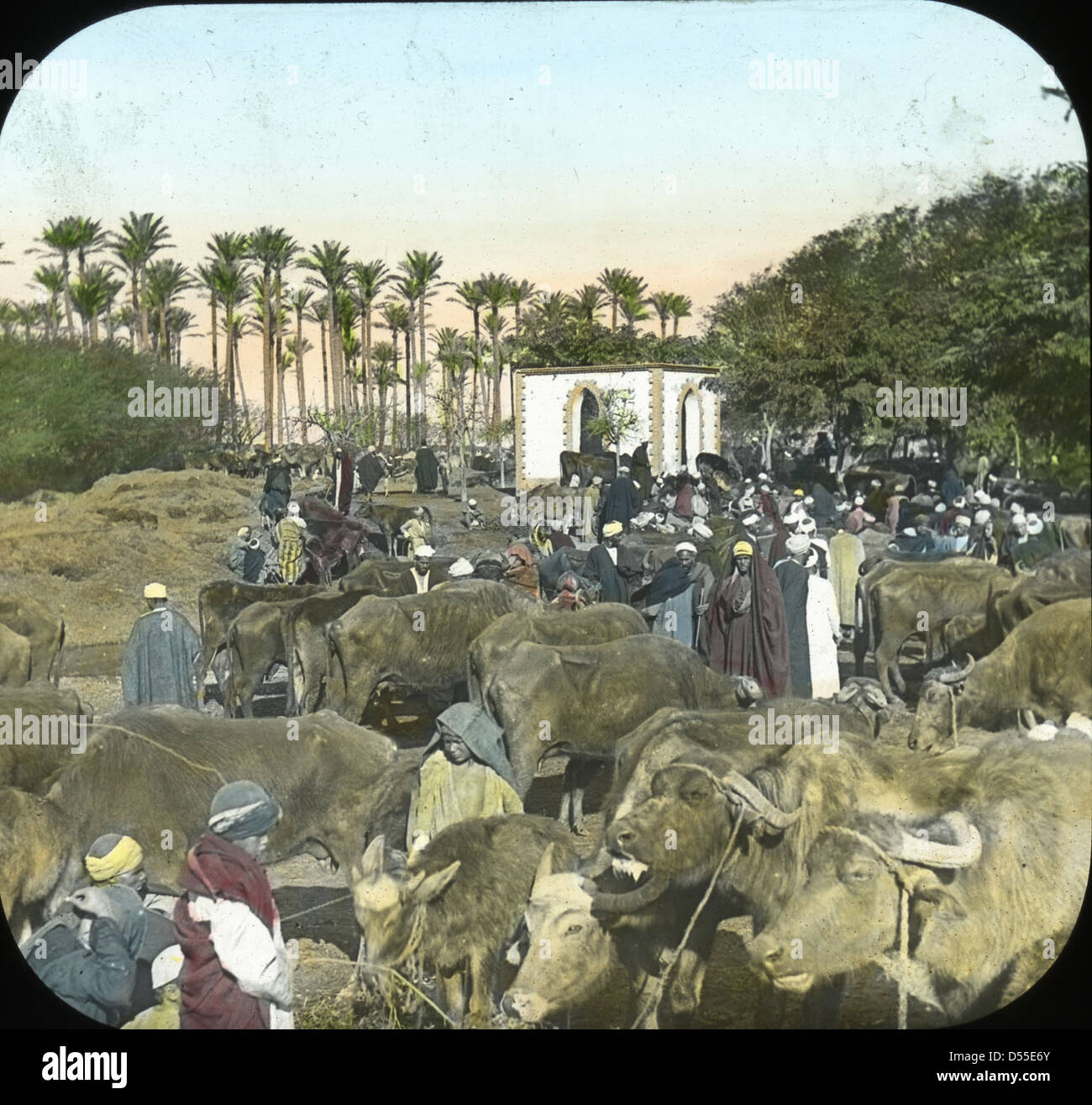 Egyptian buffalo hi-res stock photography and images - Alamy