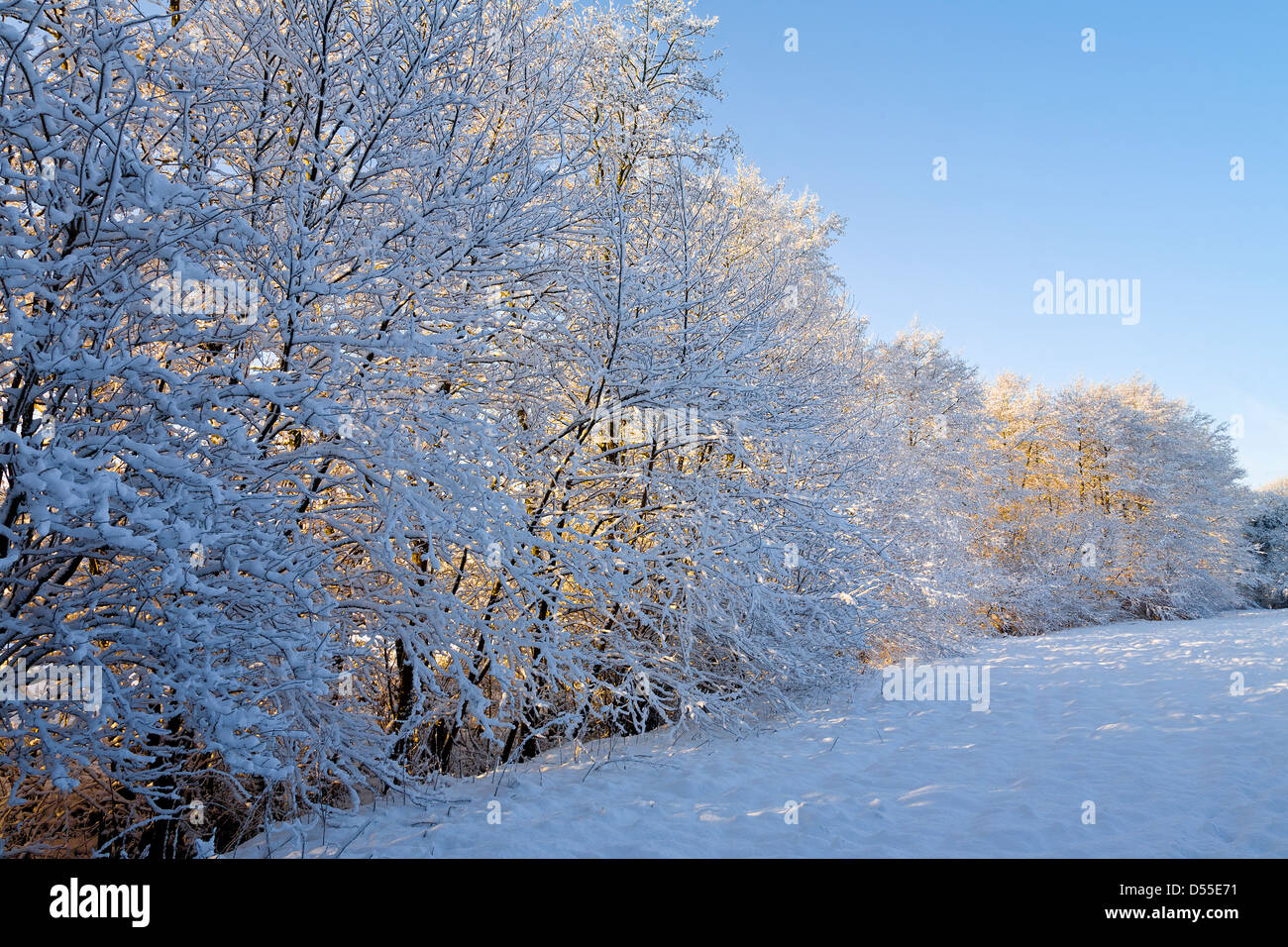 Early morning sun back-lights snow covered trees Stock Photo - Alamy