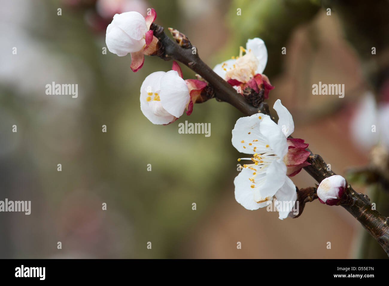 Blossom march uk hi-res stock photography and images - Alamy