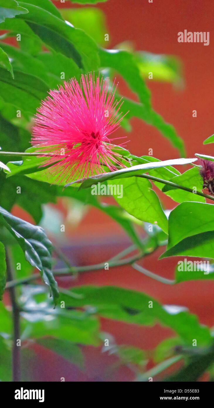 Power puff flower Stock Photo - Alamy