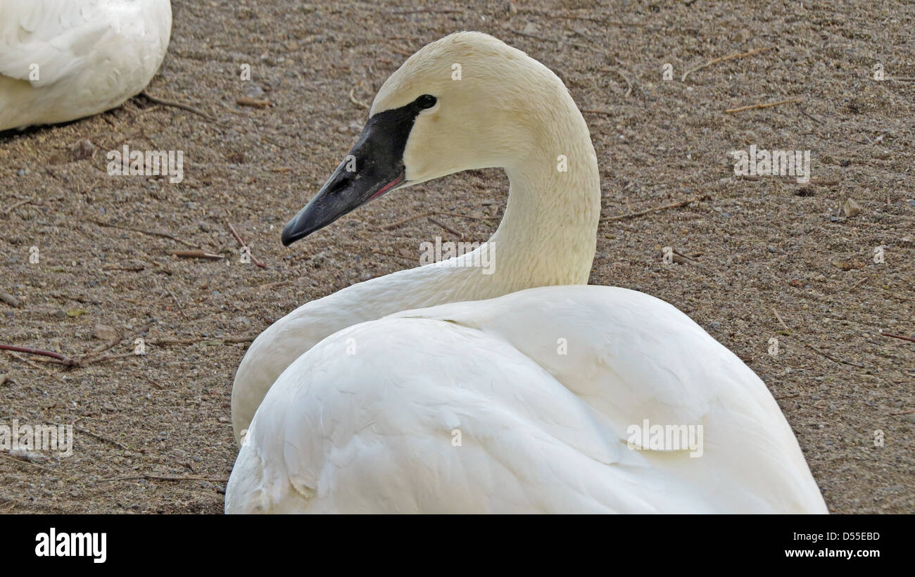 Swan on beach Stock Photo - Alamy