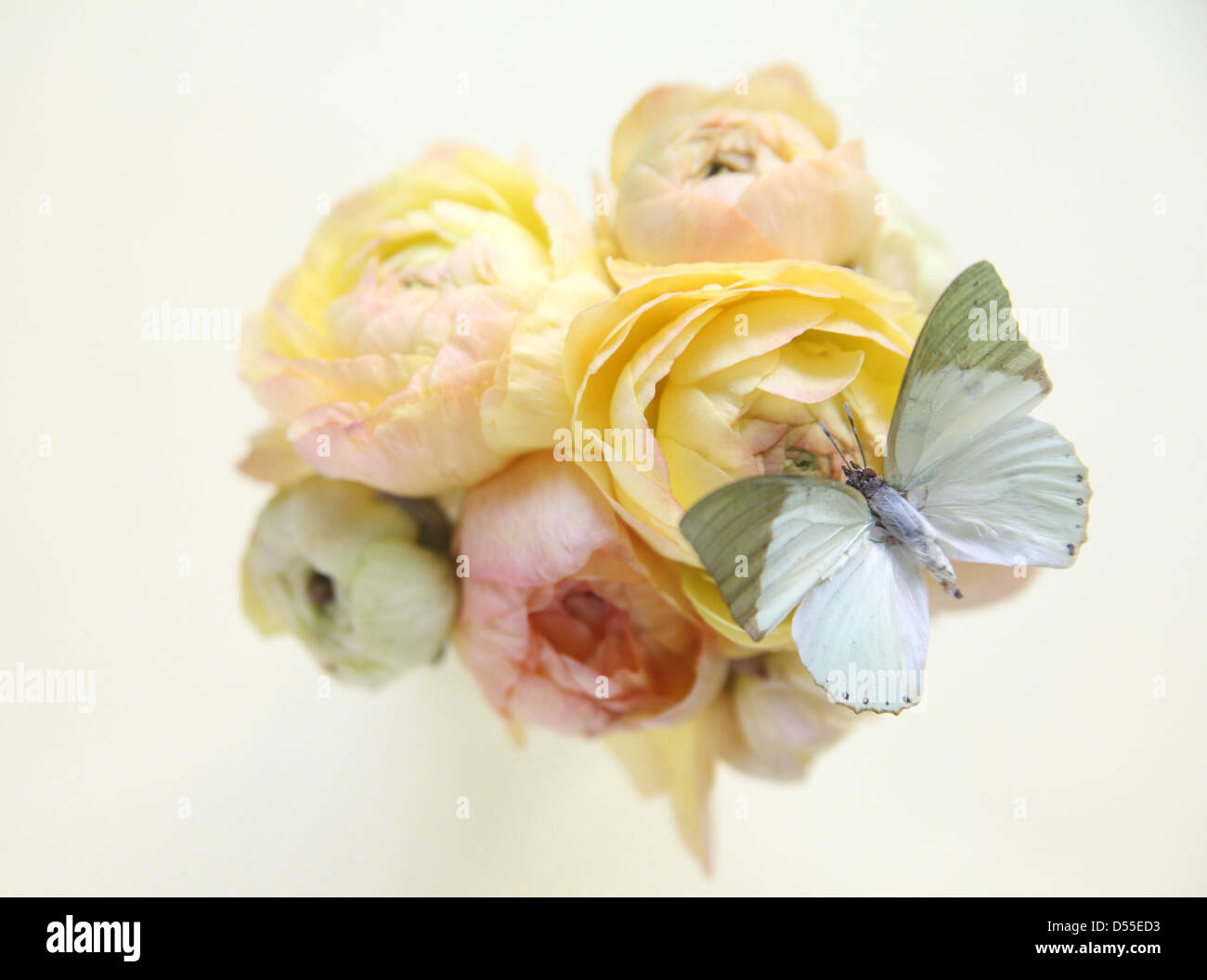 spring ranunculus flowers in yellow and pink with a pale green ...