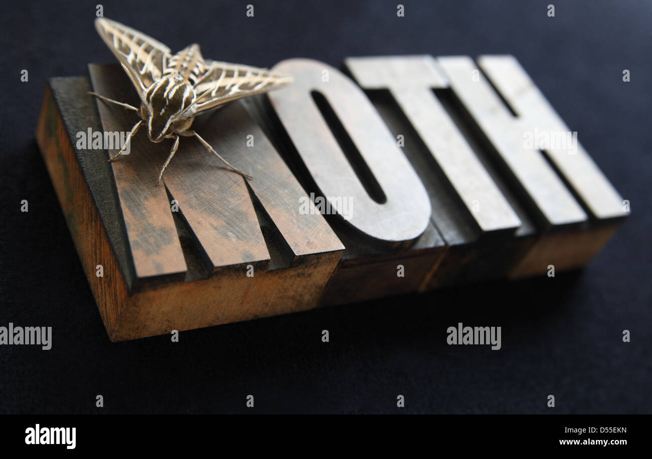 Moth type hi-res stock photography and images - Alamy