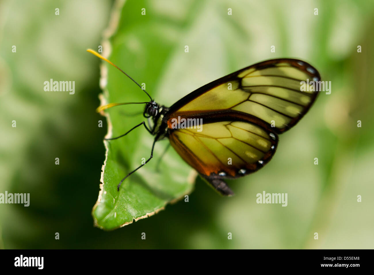 Amber Glasswinged butterfly (Dircenna chiriquensis), Jardin de ...