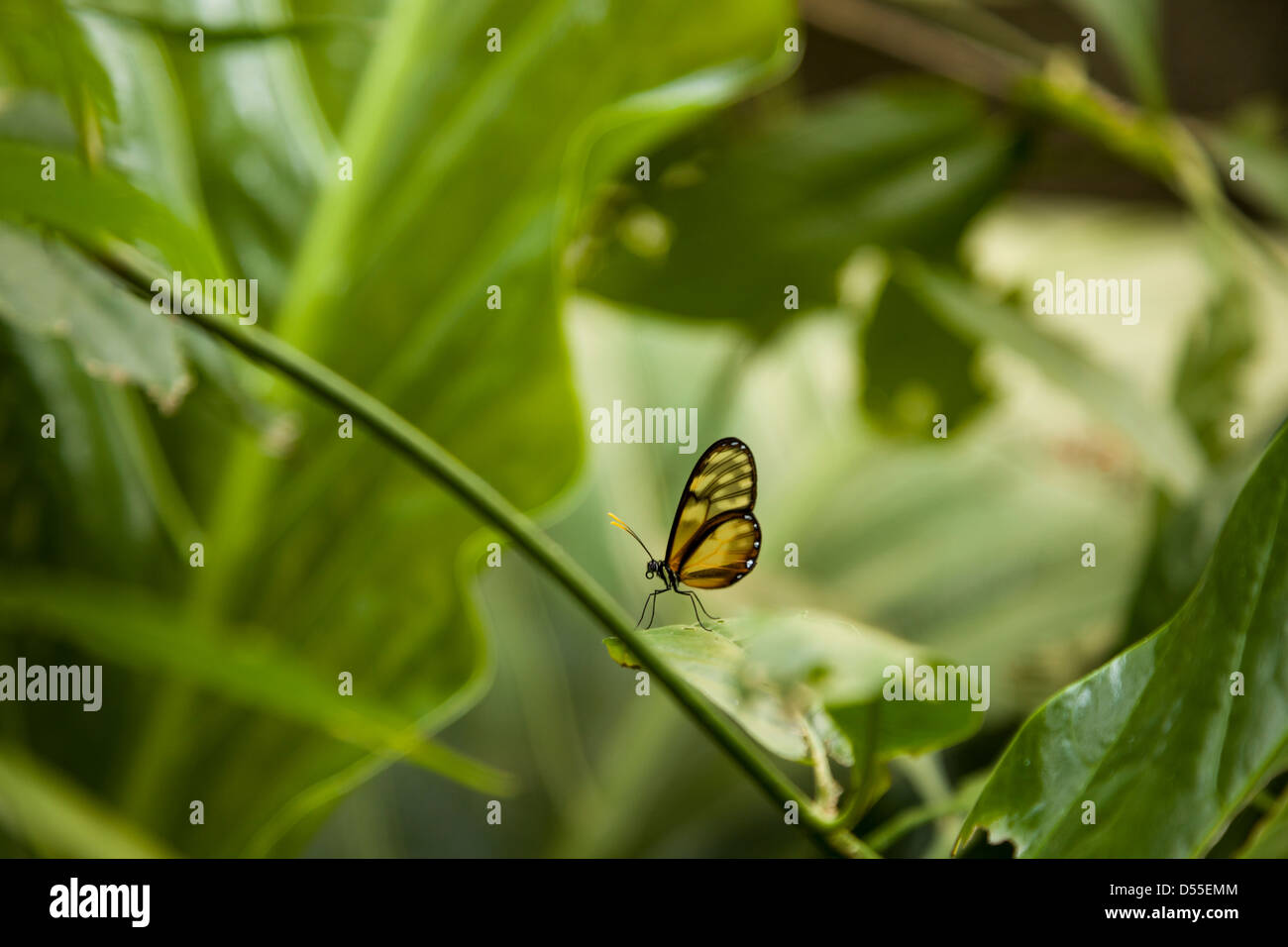 Amber Glasswinged butterfly (Dircenna chiriquensis), Jardin de ...