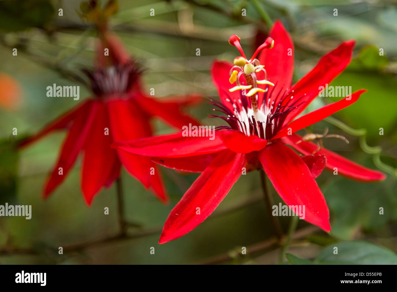 Red Passion Flower (Passiflora vitifolia), Monteverde, Costa Rica Stock ...