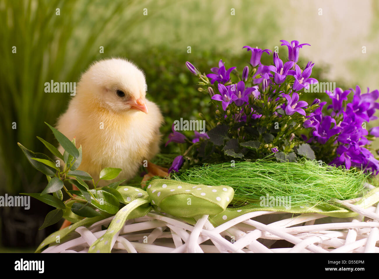 Beautiful little chicken on green background Stock Photo - Alamy