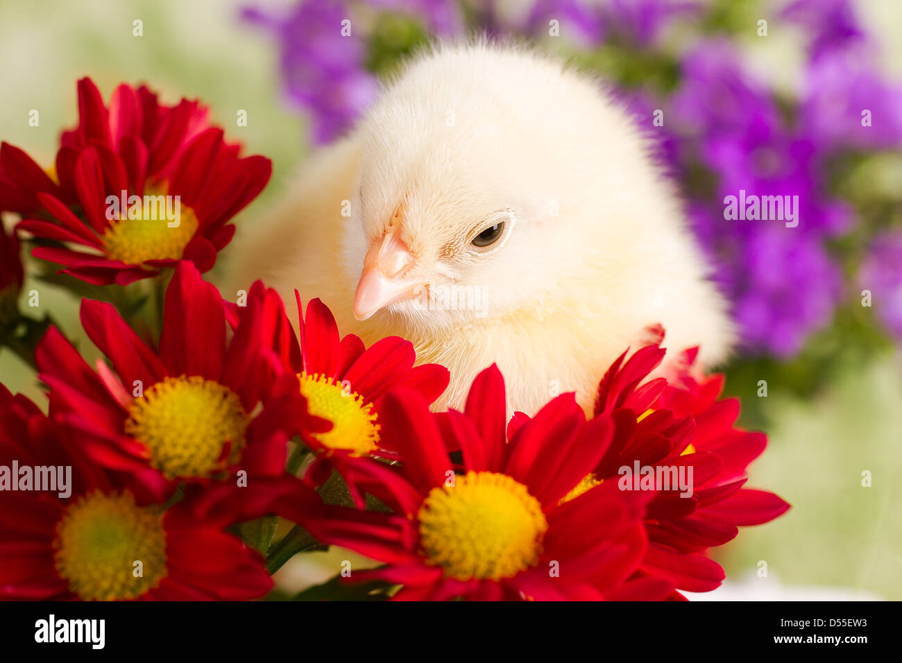 Beautiful little chicken with flowers Stock Photo - Alamy