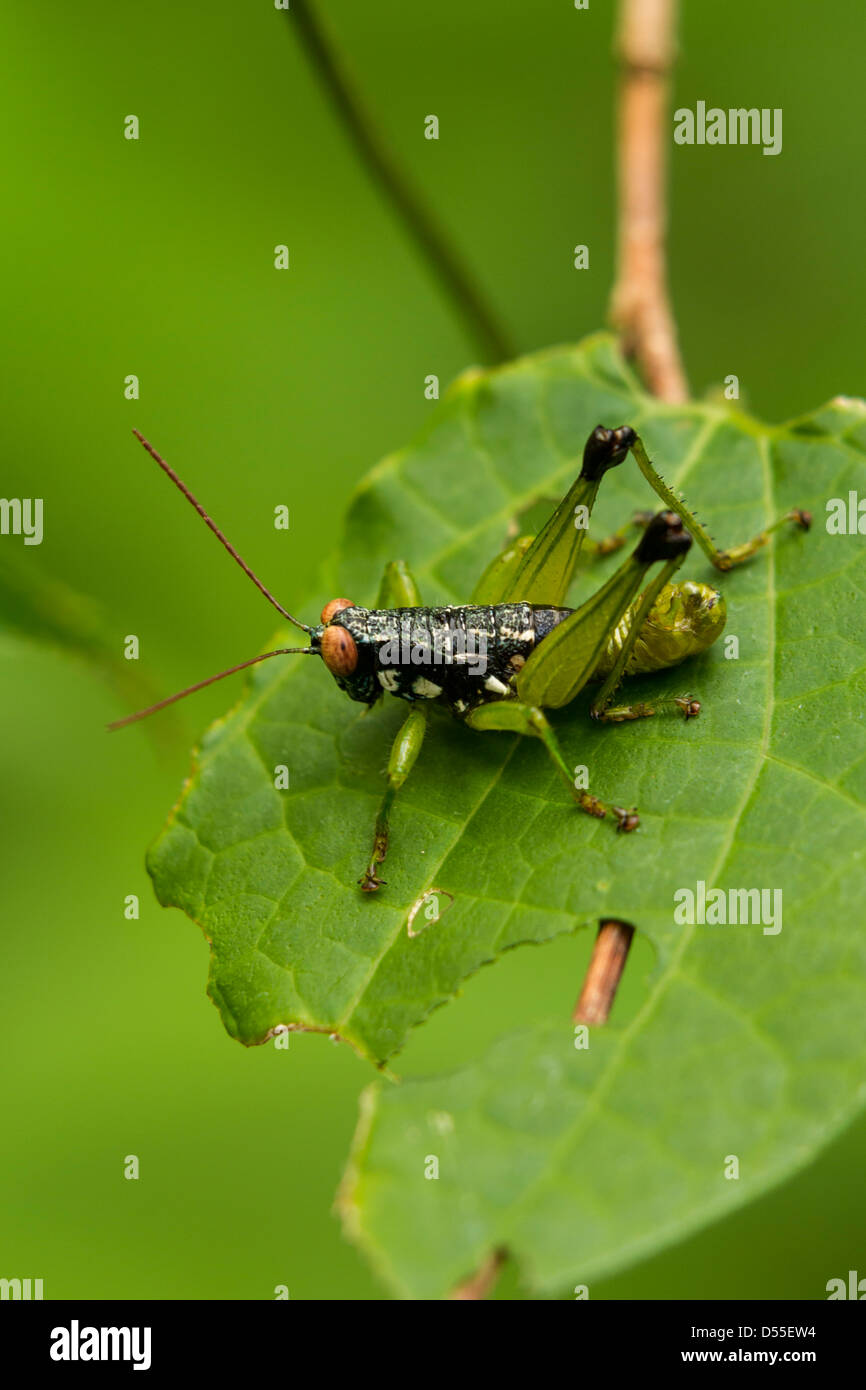 The butterfly and grasshopper hi-res stock photography and images - Alamy