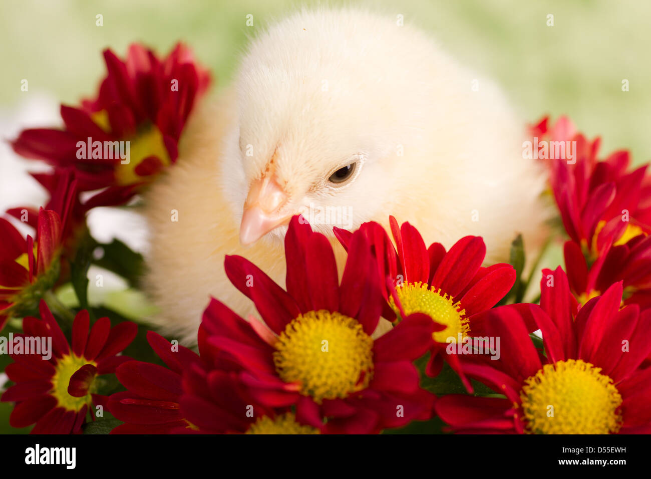 Beautiful little chicken with flowers Stock Photo - Alamy