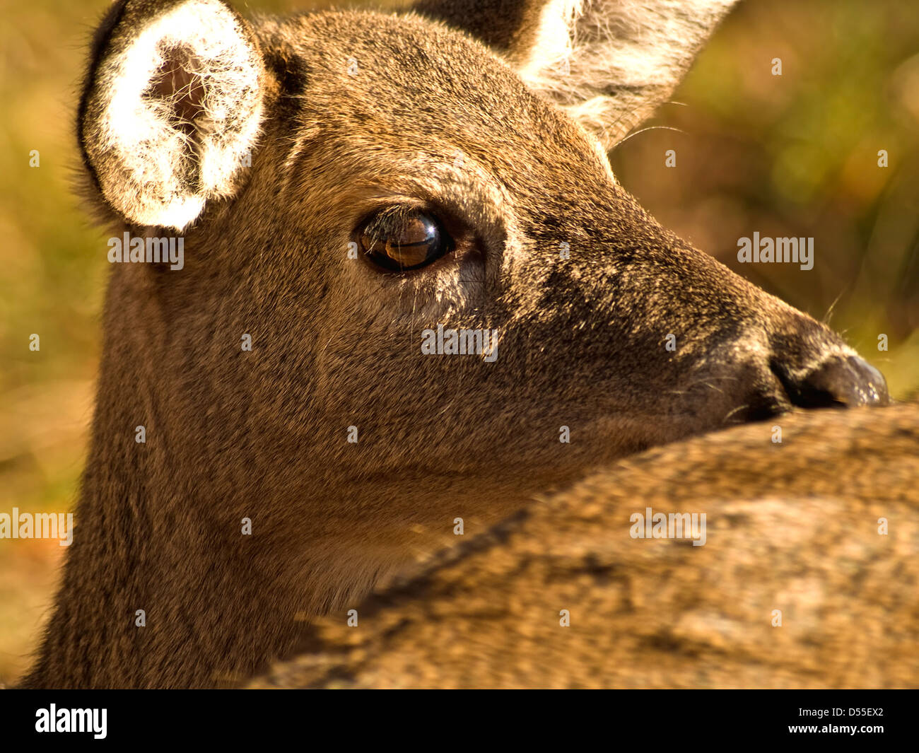 young white-tailed deer hiding behind his mother Stock Photo - Alamy