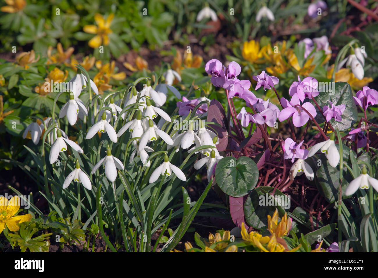 Winter aconites bulbs hi-res stock photography and images - Alamy