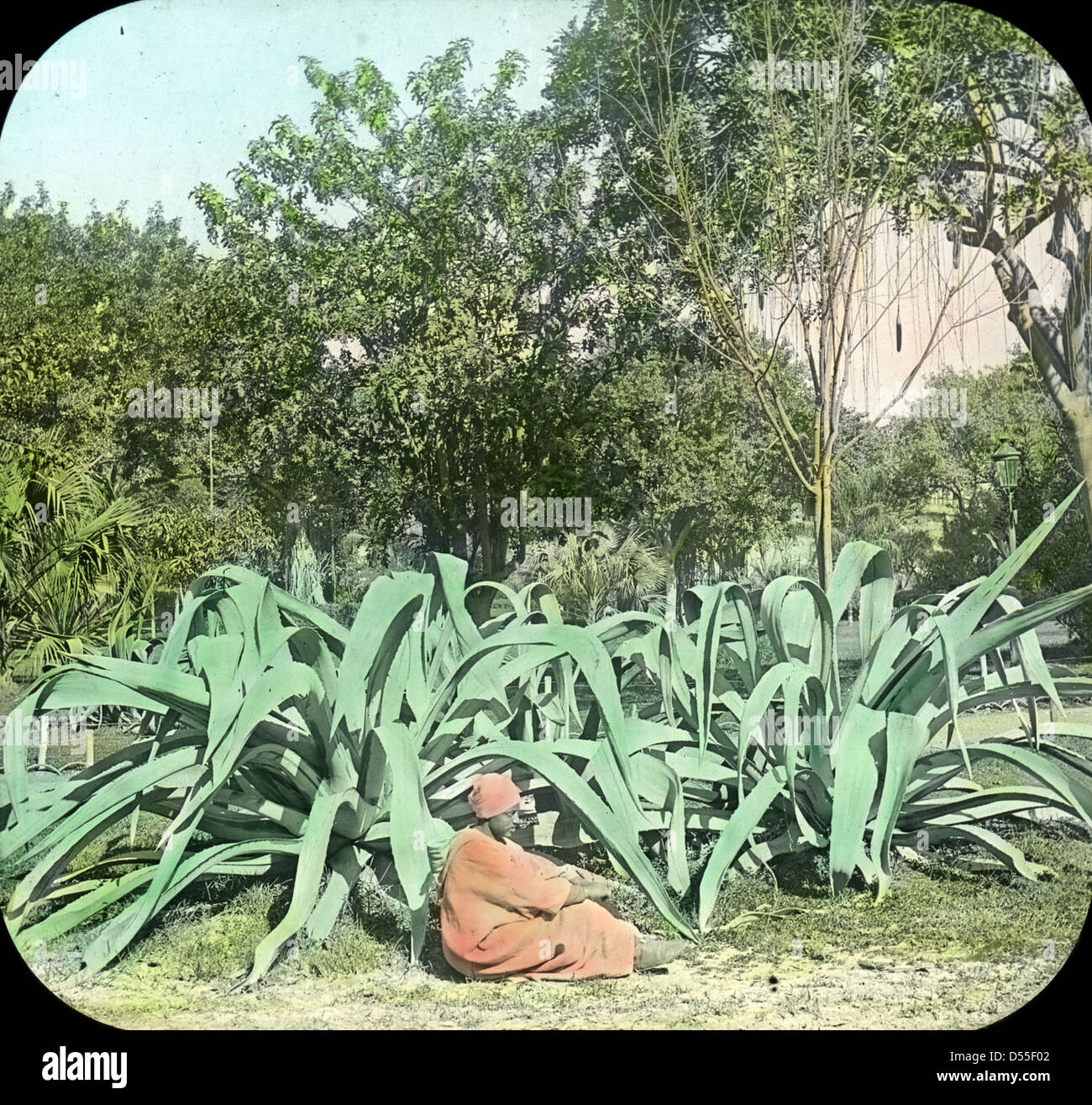 A depiction of an aloe plant at Esbekiyeh Place in Cairo, showcasing ...