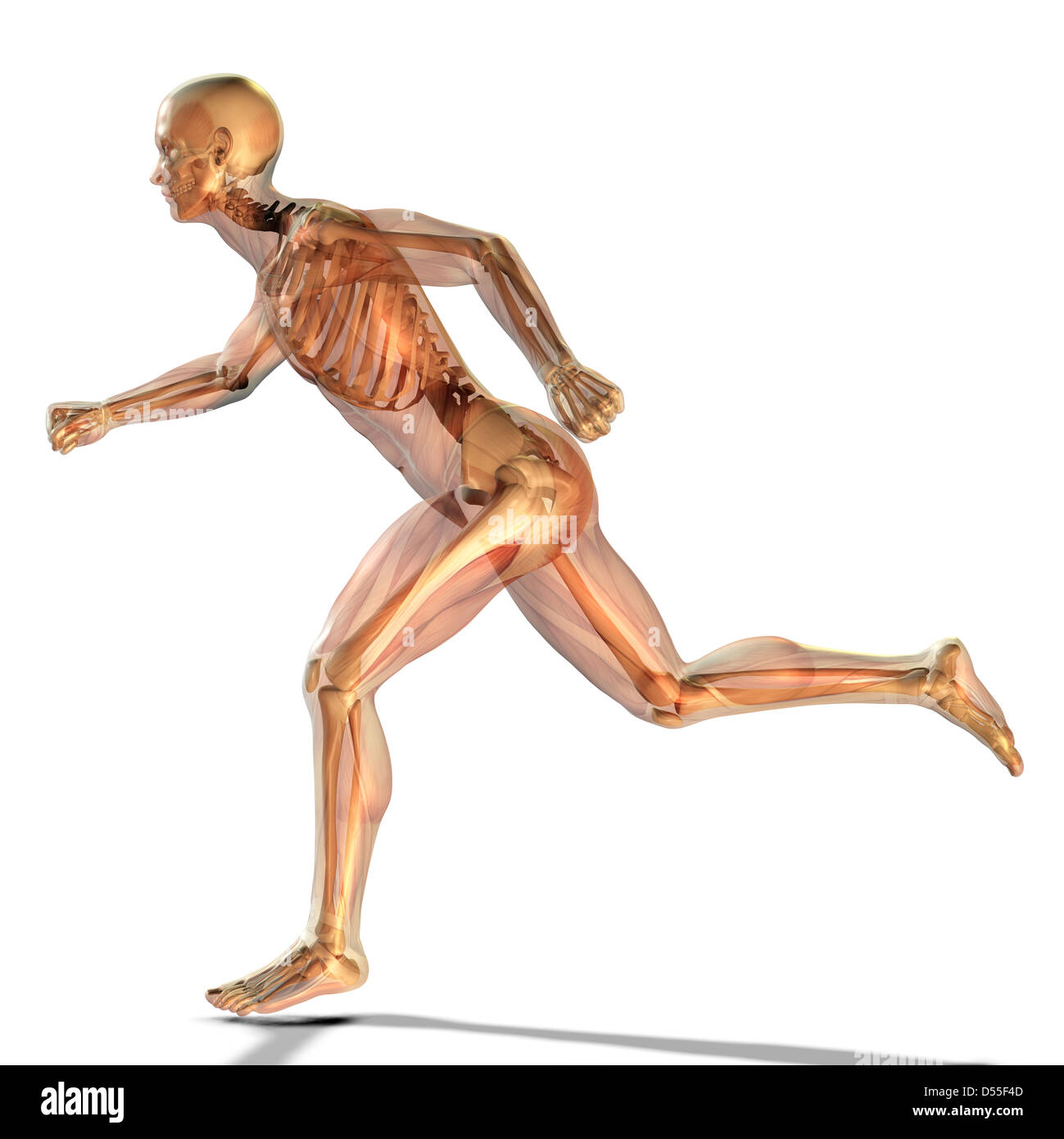 Human anatomy running muscles hi-res stock photography and images - Alamy