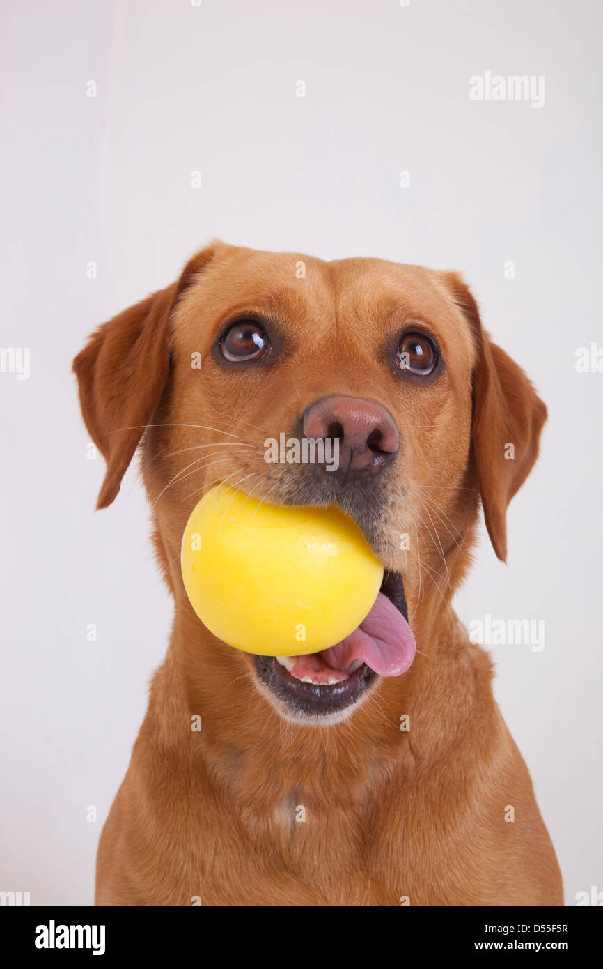 Good pedigree hi-res stock photography and images - Alamy