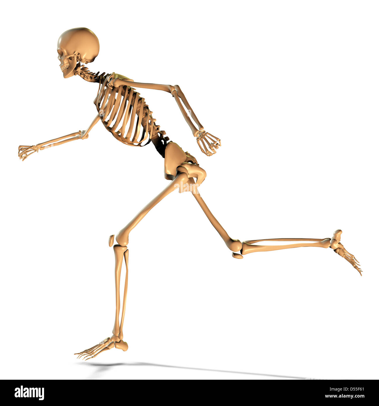 Human anatomy running muscles Cut Out Stock Images & Pictures - Alamy