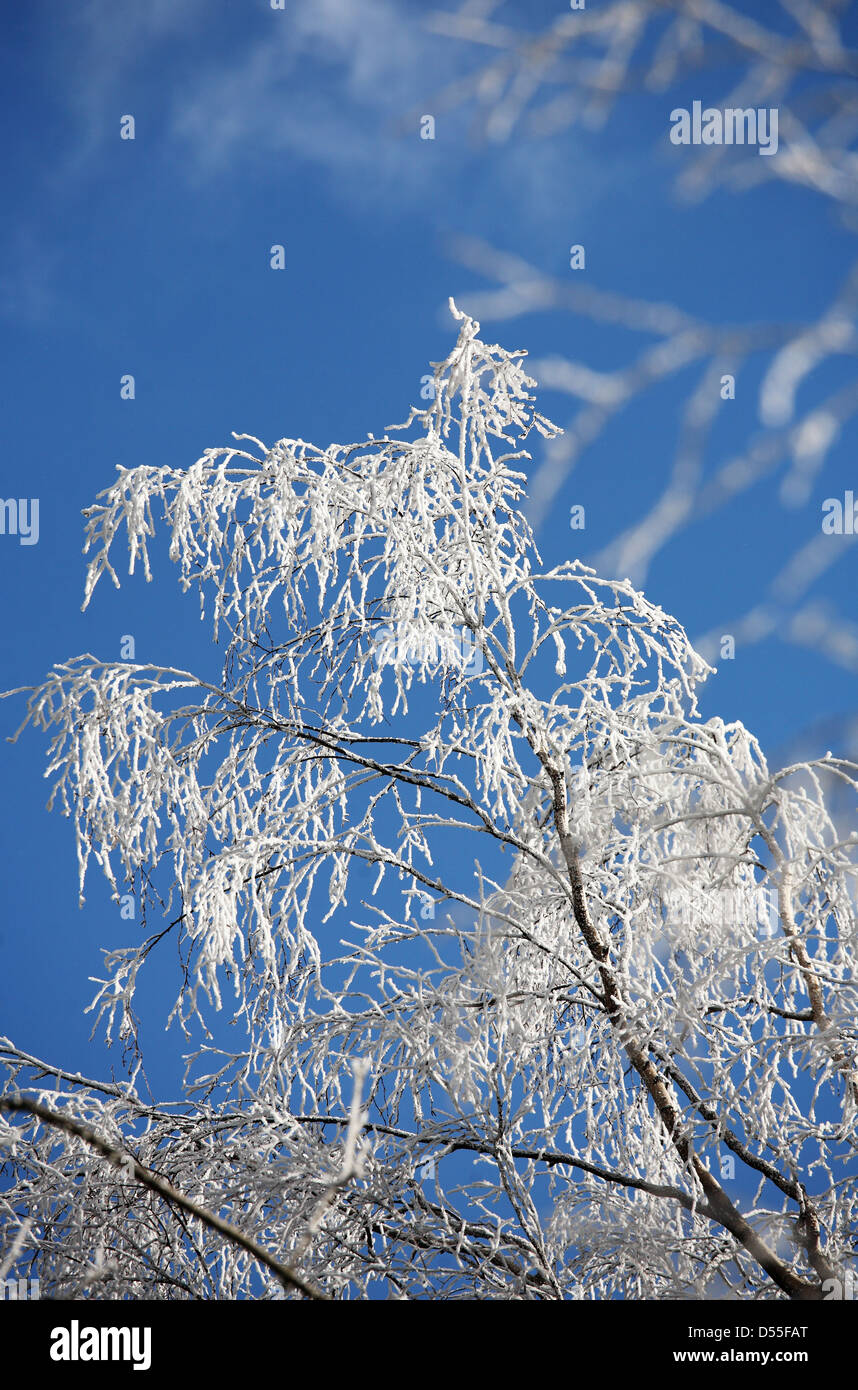Szklarska Poreba, Poland, snow-covered trees in the Giant Mountains ...