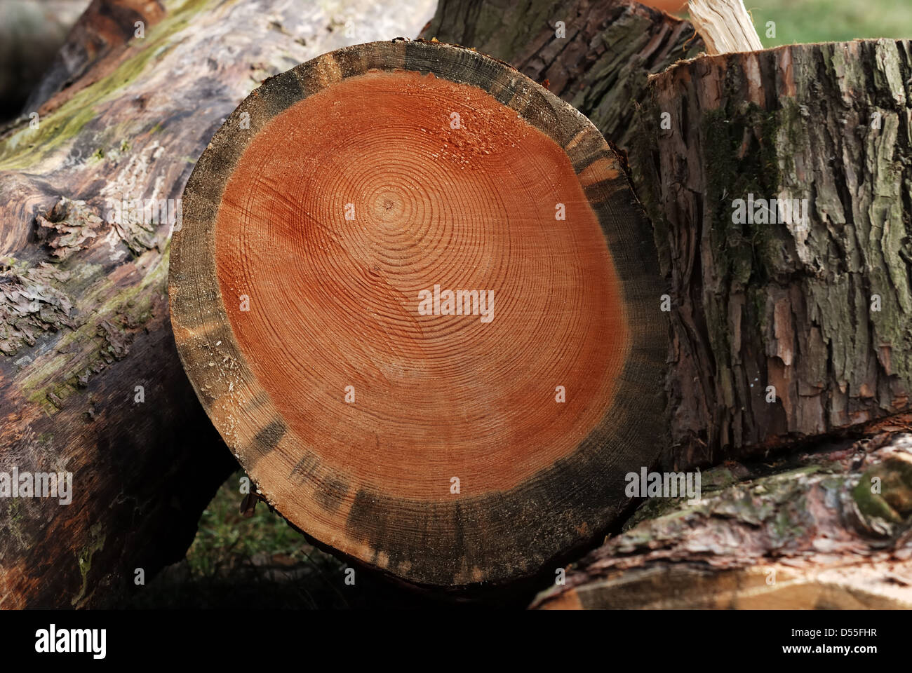 Tree rings on cut wood Stock Photo - Alamy