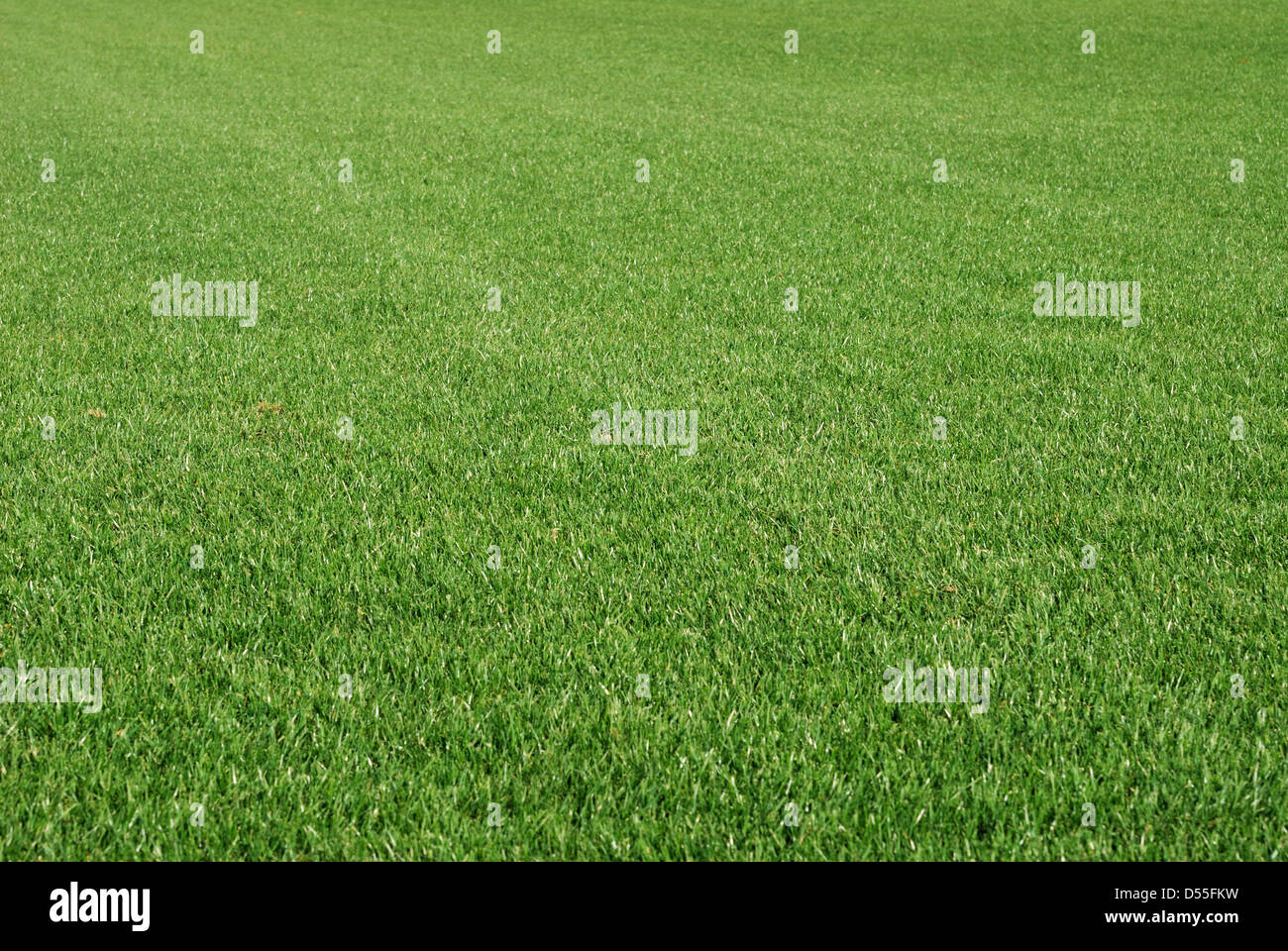 Perfect cut green grass Stock Photo - Alamy