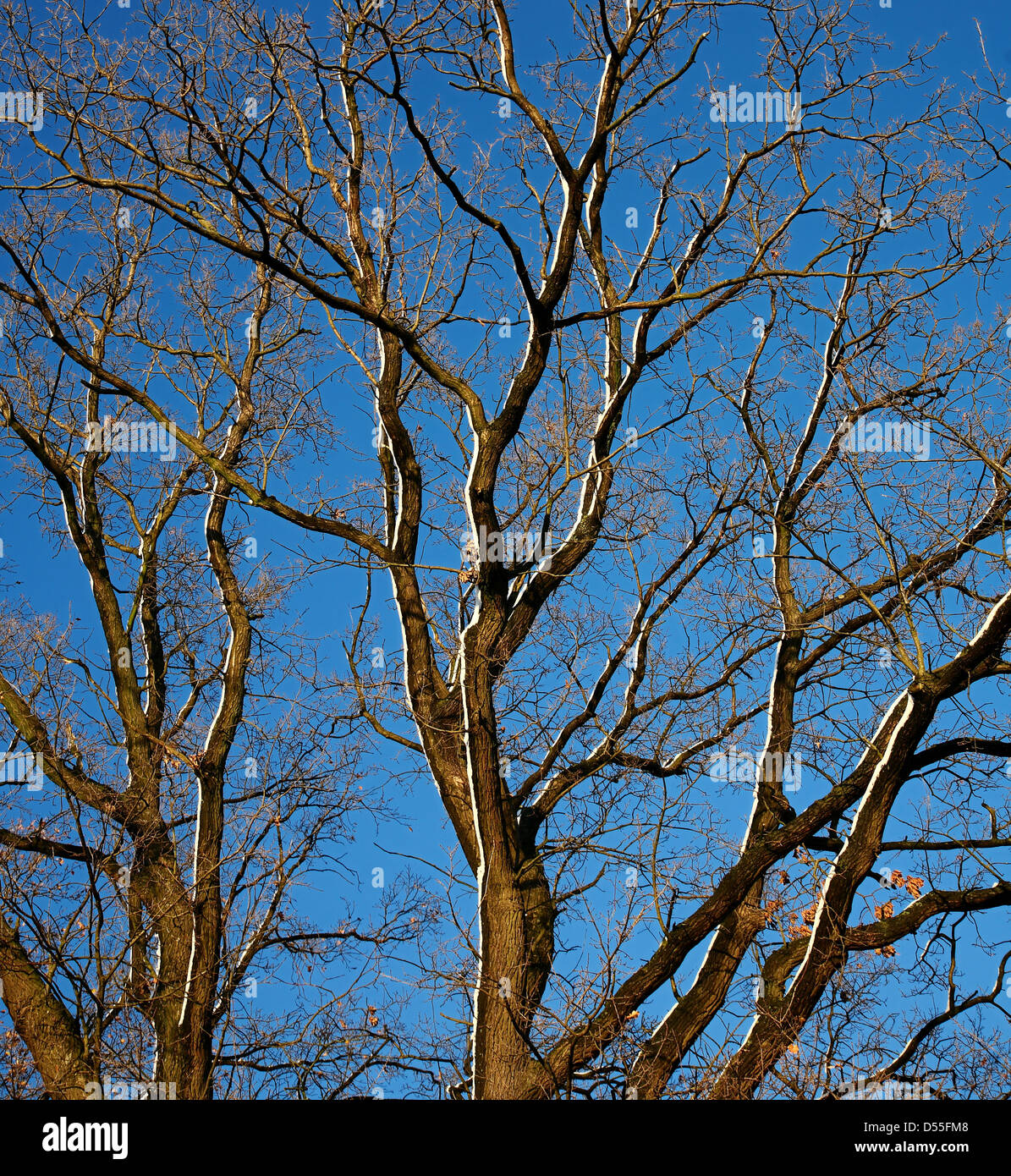 Leafless tree hi-res stock photography and images - Alamy