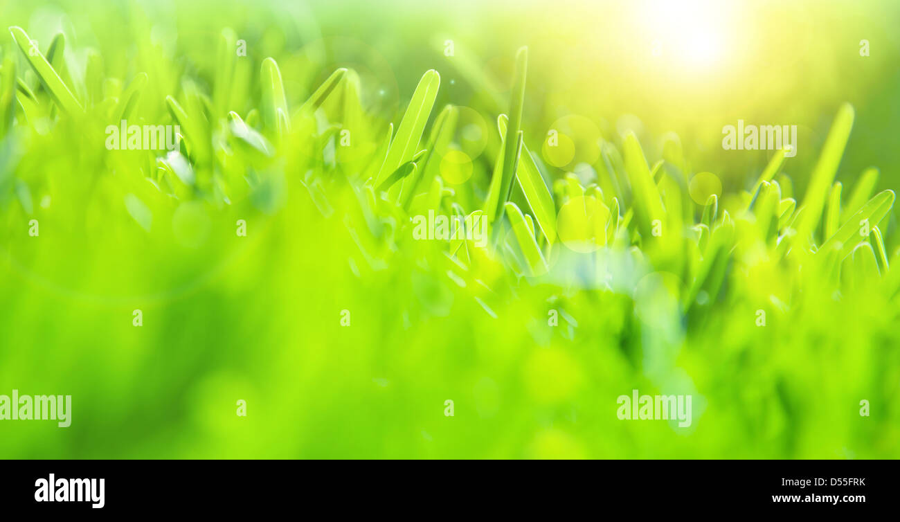 Abstract green grass background, soft focus, sunny day, fresh spring ...