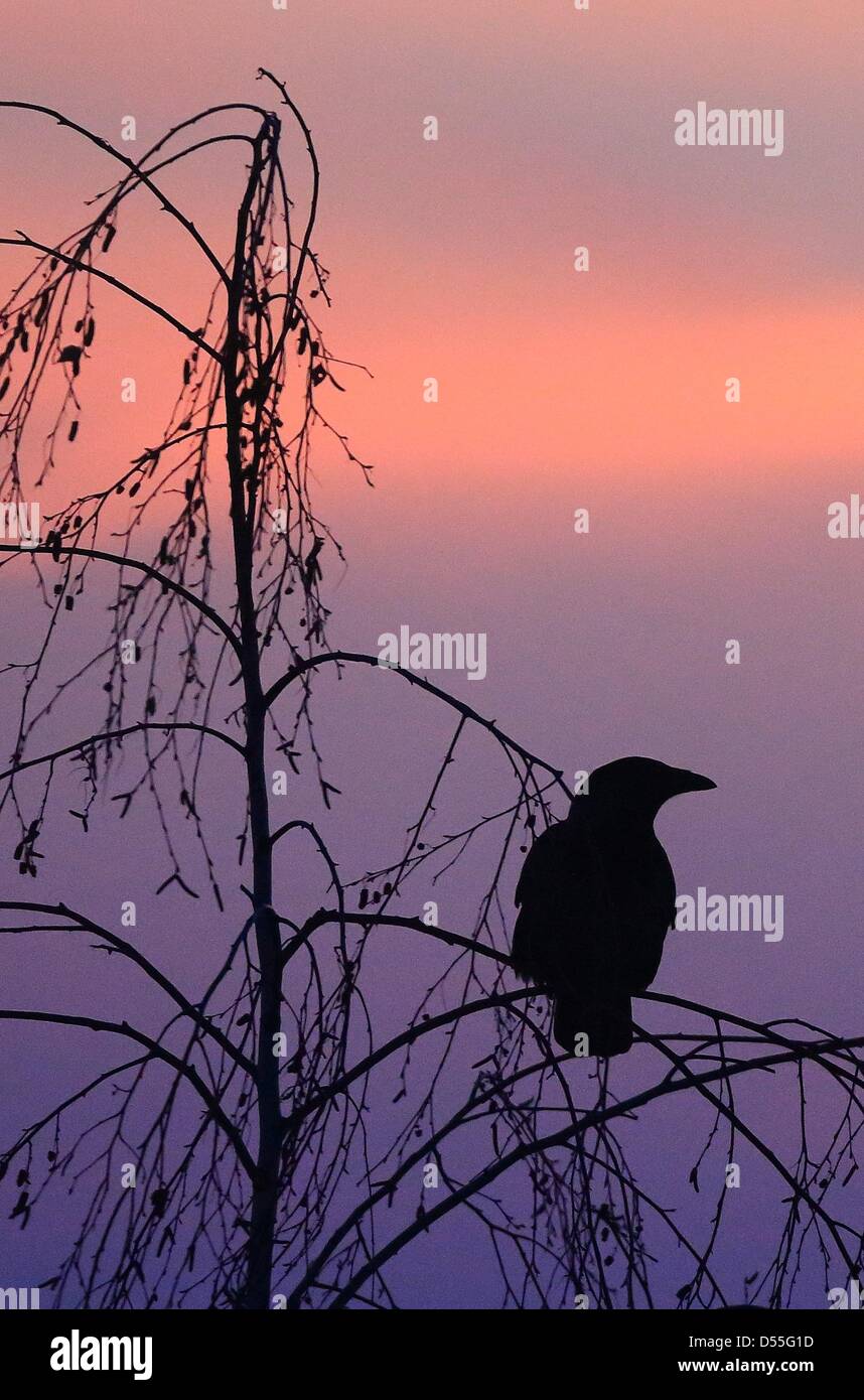 A raven perches on a tree branch at sunset in Magdeburg, Germany, 25 ...