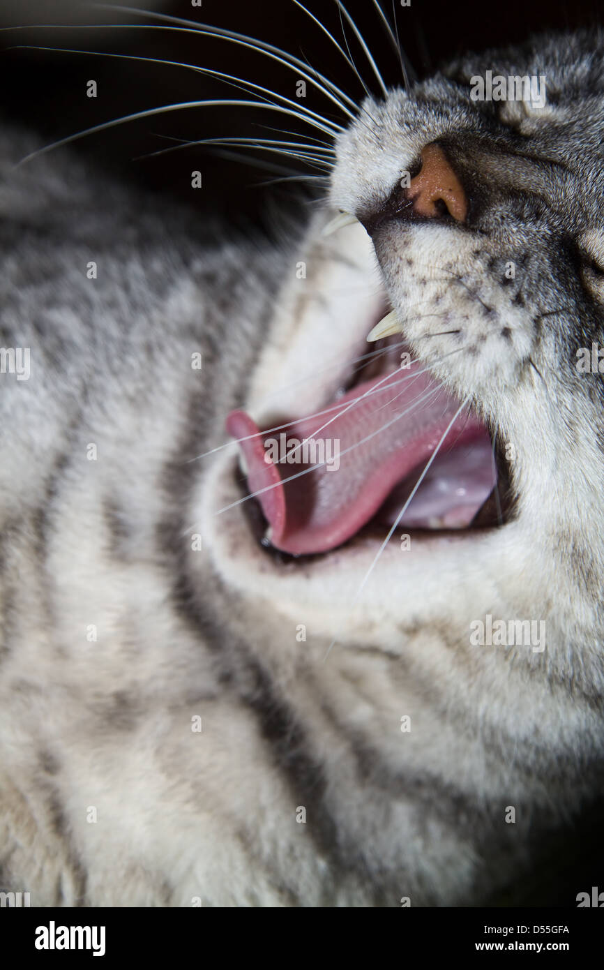 Berlin, Germany, a yawning cat Stock Photo - Alamy