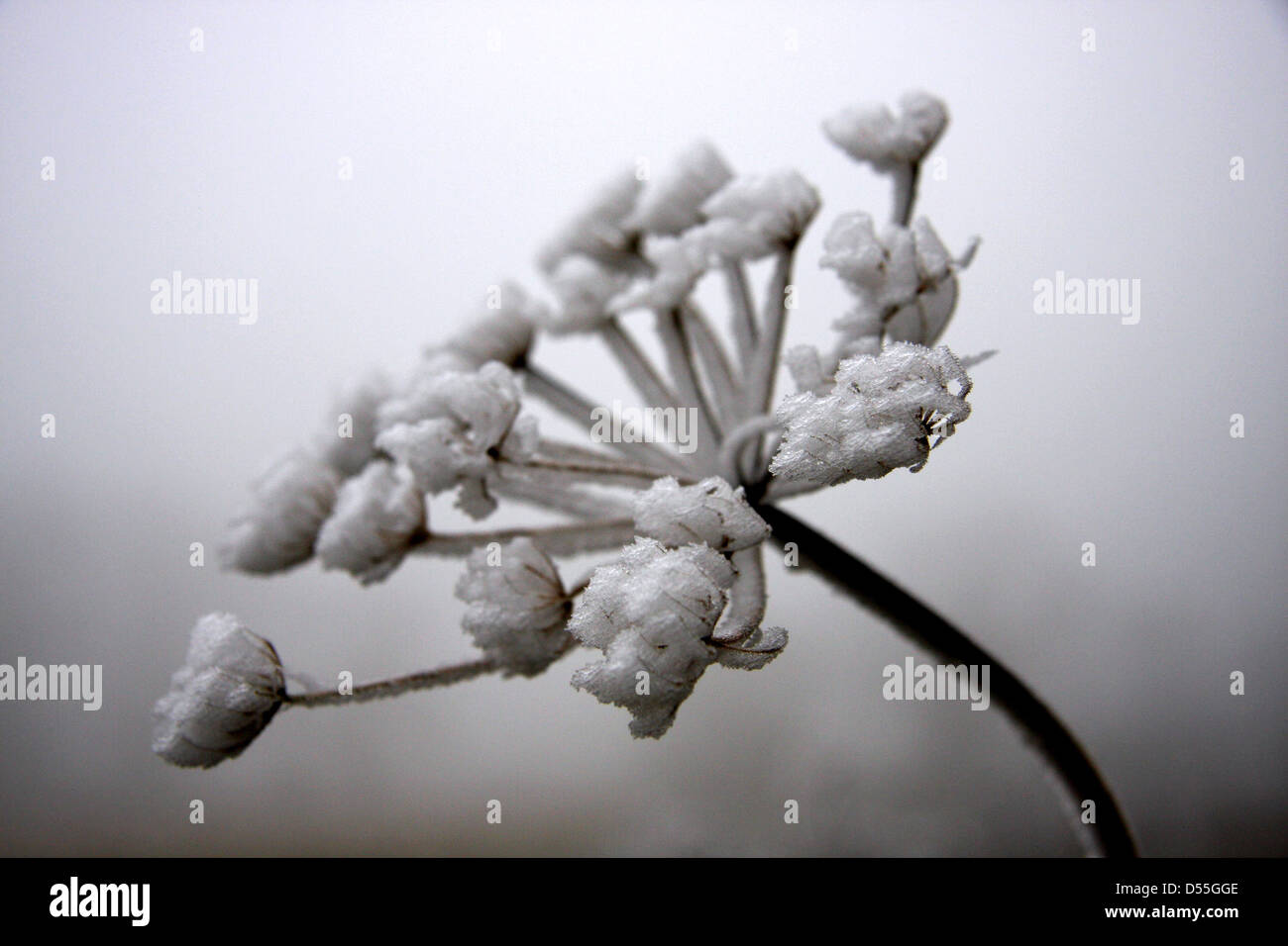Frozen flower hi-res stock photography and images - Alamy