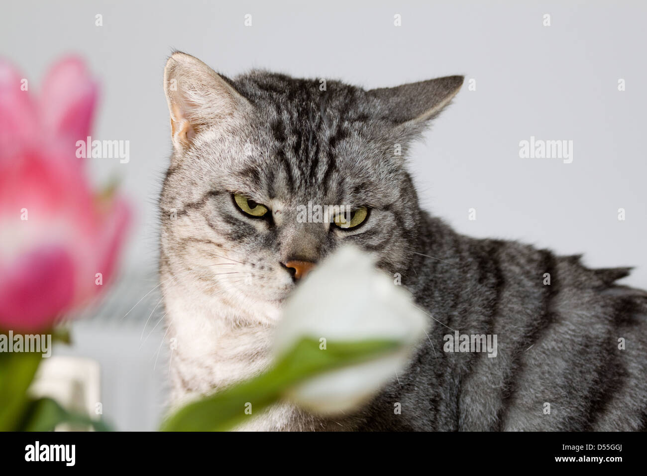 Berlin, Germany, a cat with flowers Stock Photo - Alamy