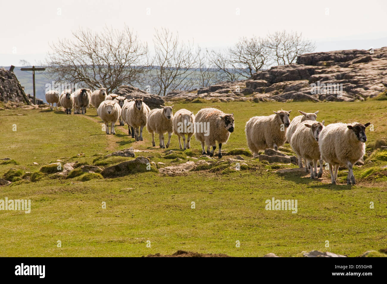 North country mule sheep hi-res stock photography and images - Alamy