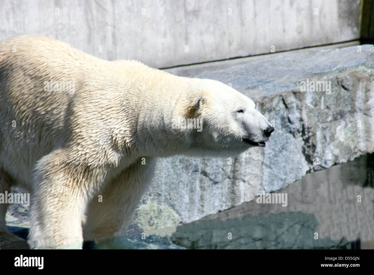 Bear snout hi-res stock photography and images - Alamy