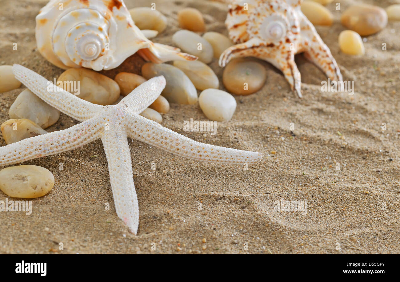 Seashells and a starfish Stock Photo - Alamy