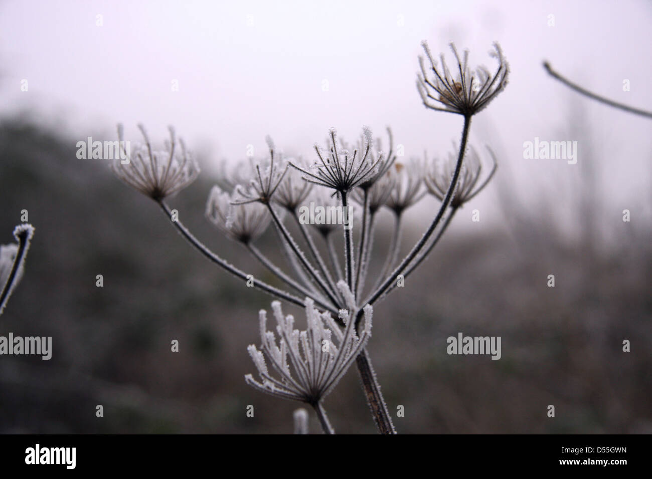 Frozen wild flower in a field, Bath Stock Photo - Alamy
