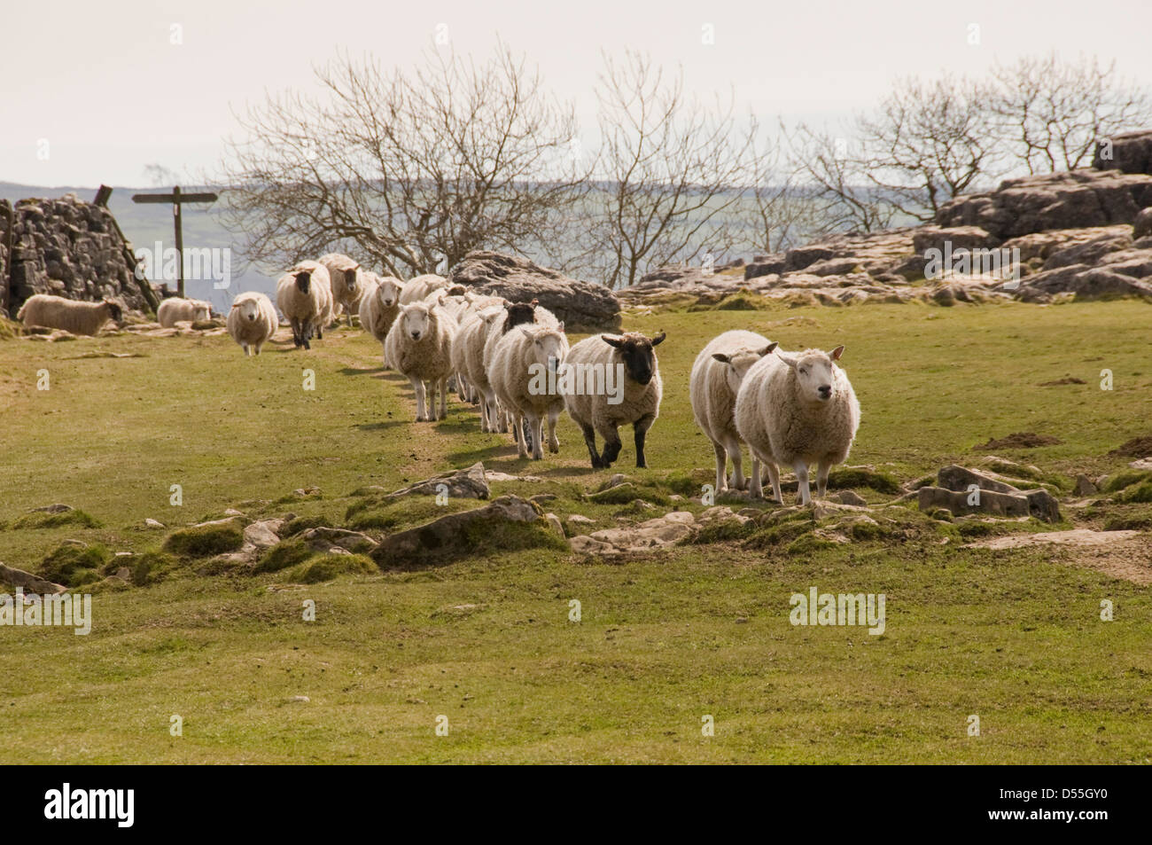 Flock of sheep in long line following one after the other, walking on ...