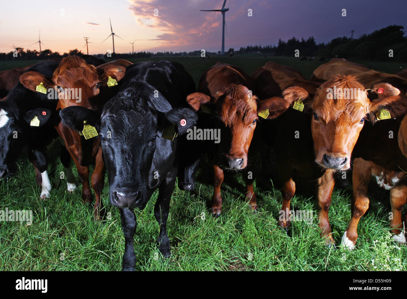 Breklum, Germany, cows in a field Stock Photo - Alamy