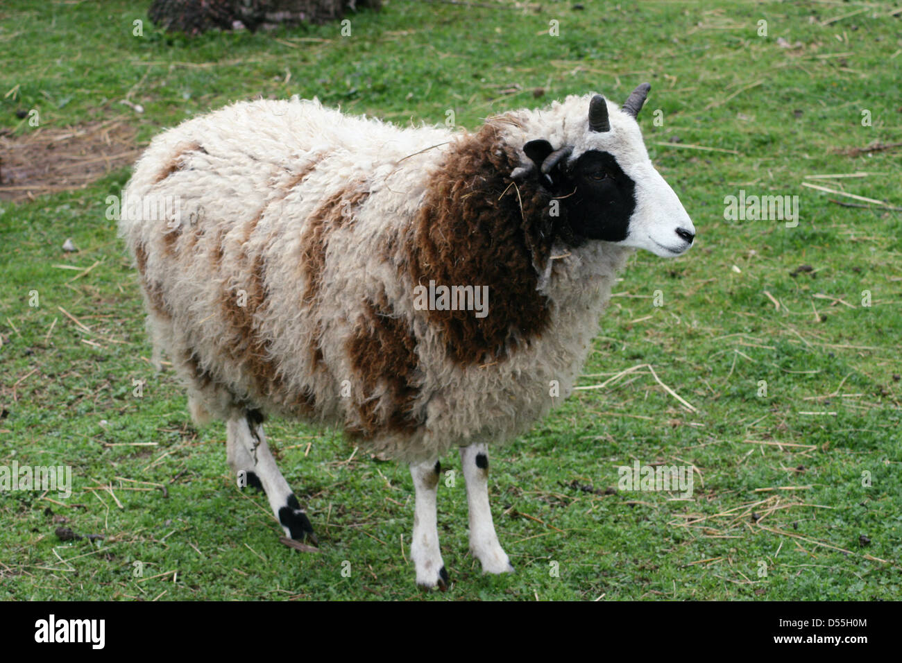 Bible sheep hi-res stock photography and images - Alamy