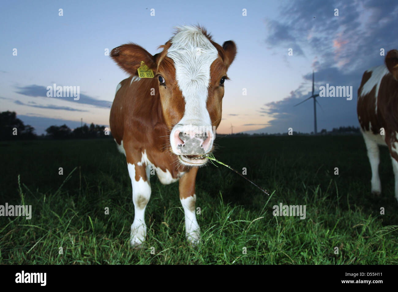 Germany cows hi-res stock photography and images - Alamy