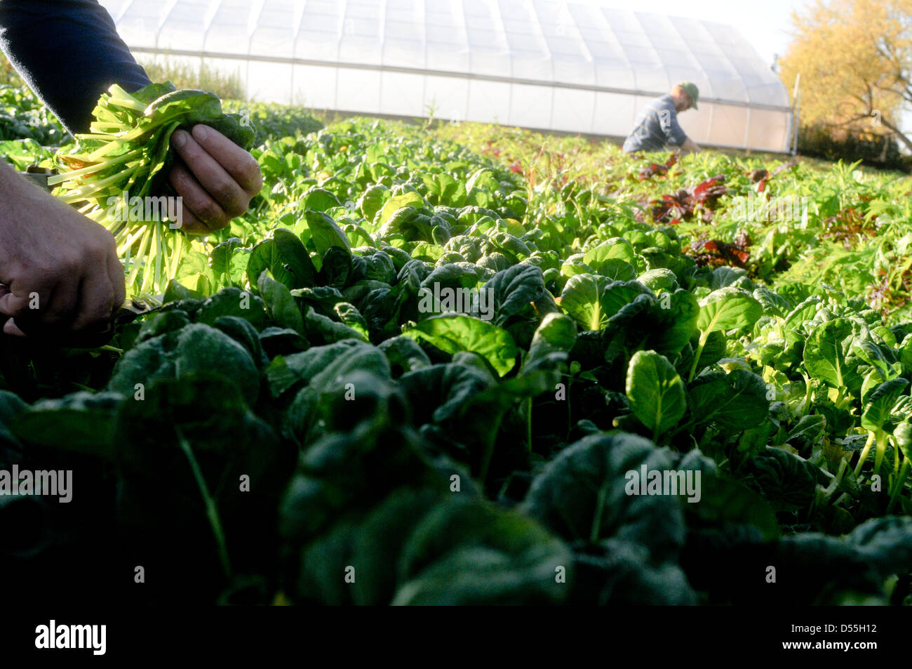 Spinach farming hi-res stock photography and images - Alamy