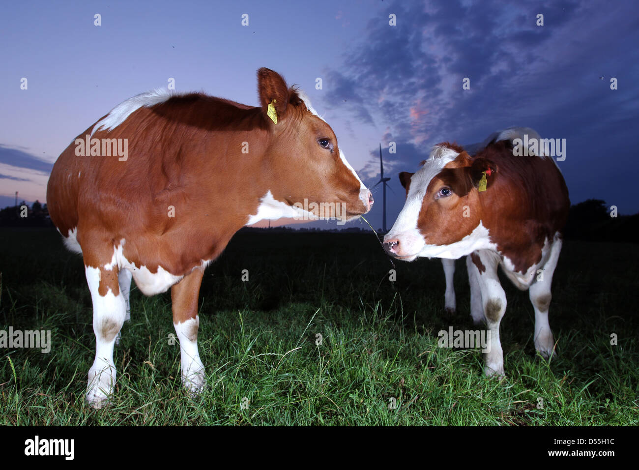 Germany cow field hi-res stock photography and images - Alamy