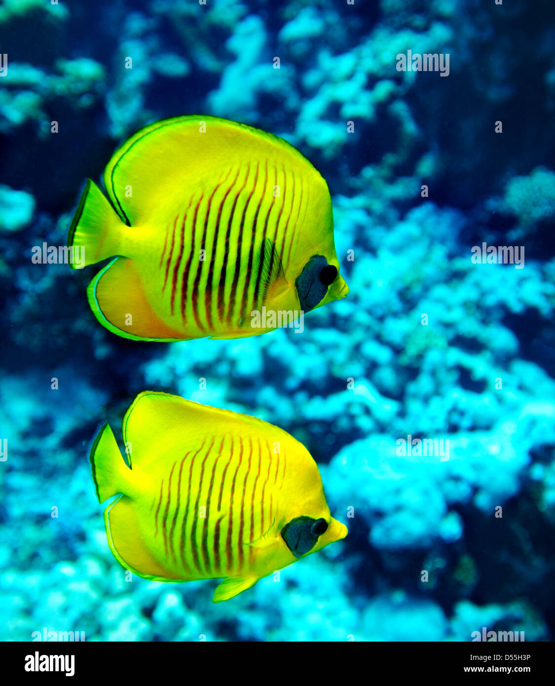 Group of coral fish blue water Stock Photo - Alamy