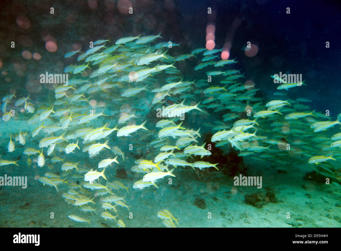 Group coral fish in blue water Stock Photo - Alamy