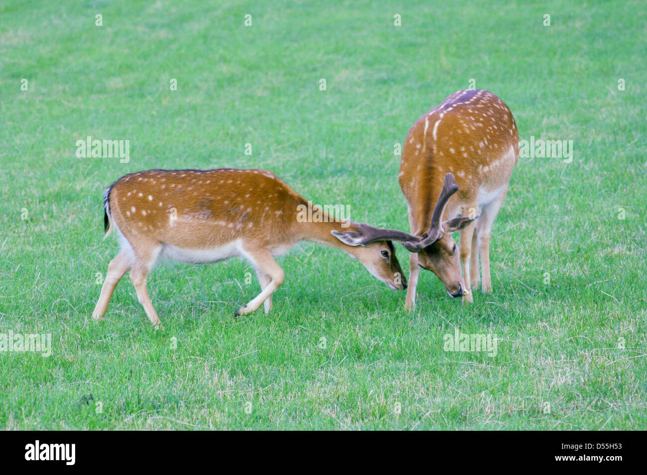 Deer i hi-res stock photography and images - Alamy