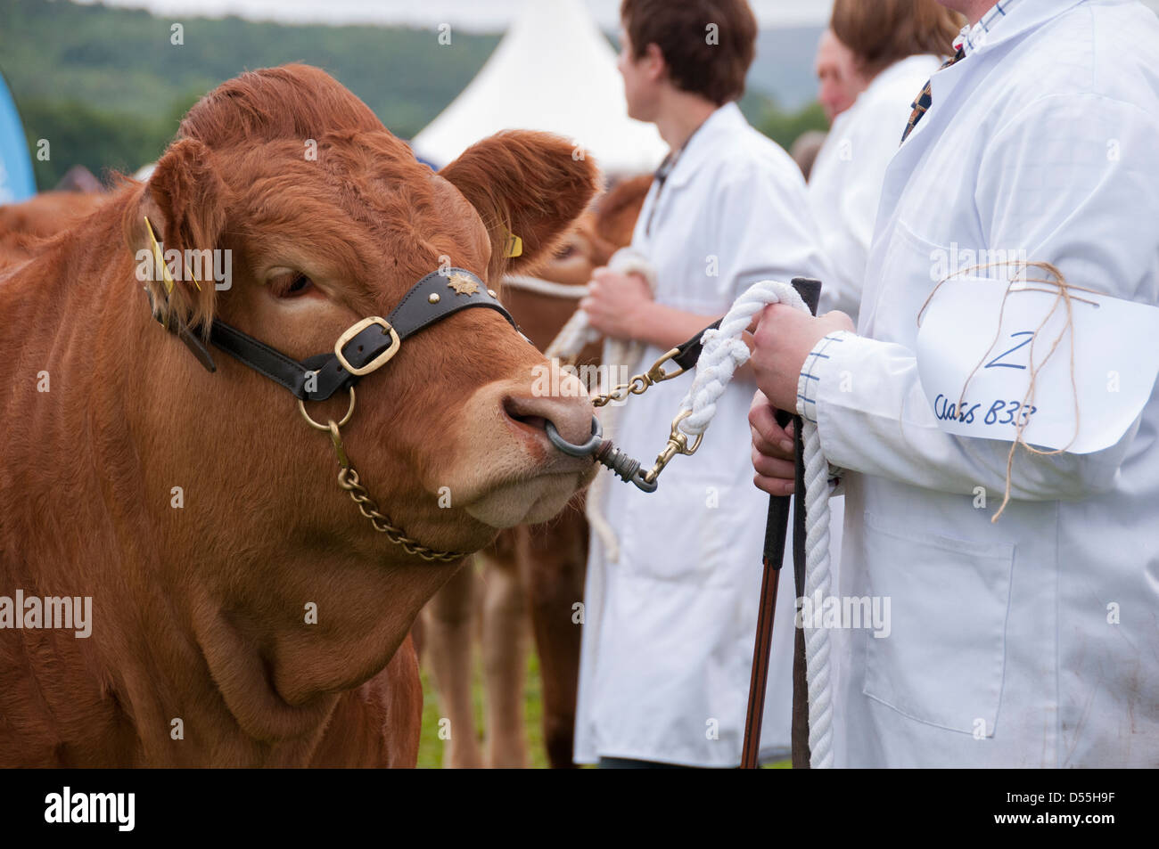 Close-up of limousin cattle competitor (bull) & handler standing in ...